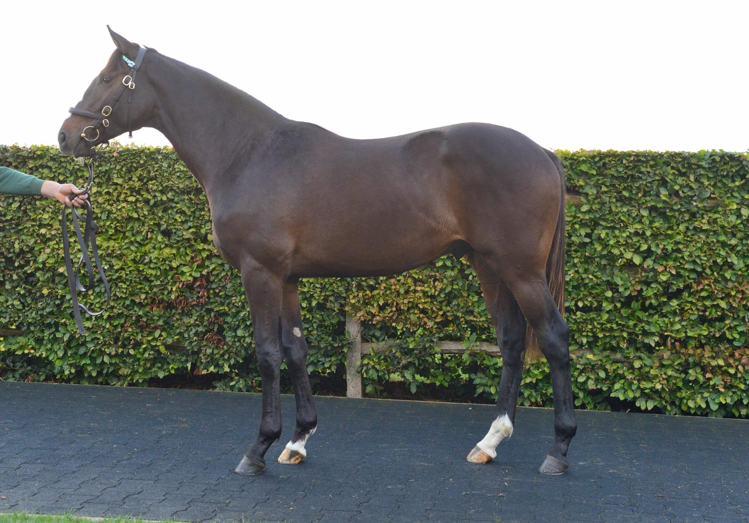 Davideo wins at Newmarket - Elliott Bloodstock Services