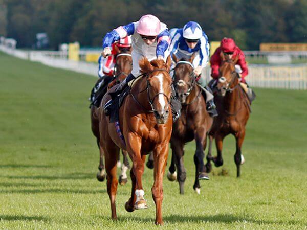 Feigning Madness wins on debut at Newbury - Elliott Bloodstock Services