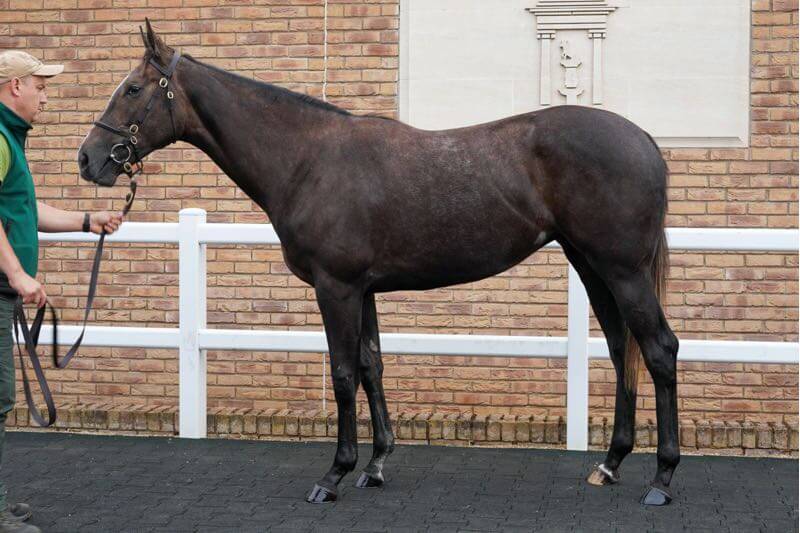 Perfect Your Craft - Elliott Bloodstock Services