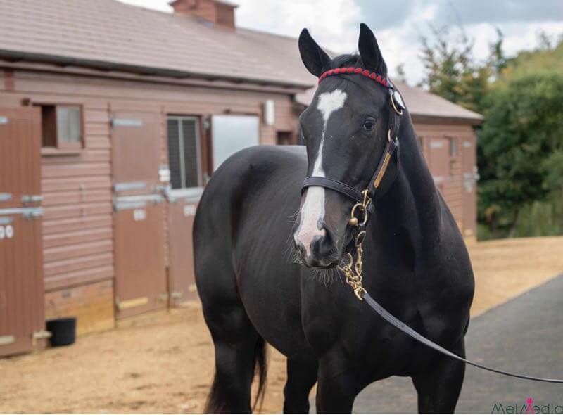 Storm Esme Wins Again - Elliott Bloodstock Services